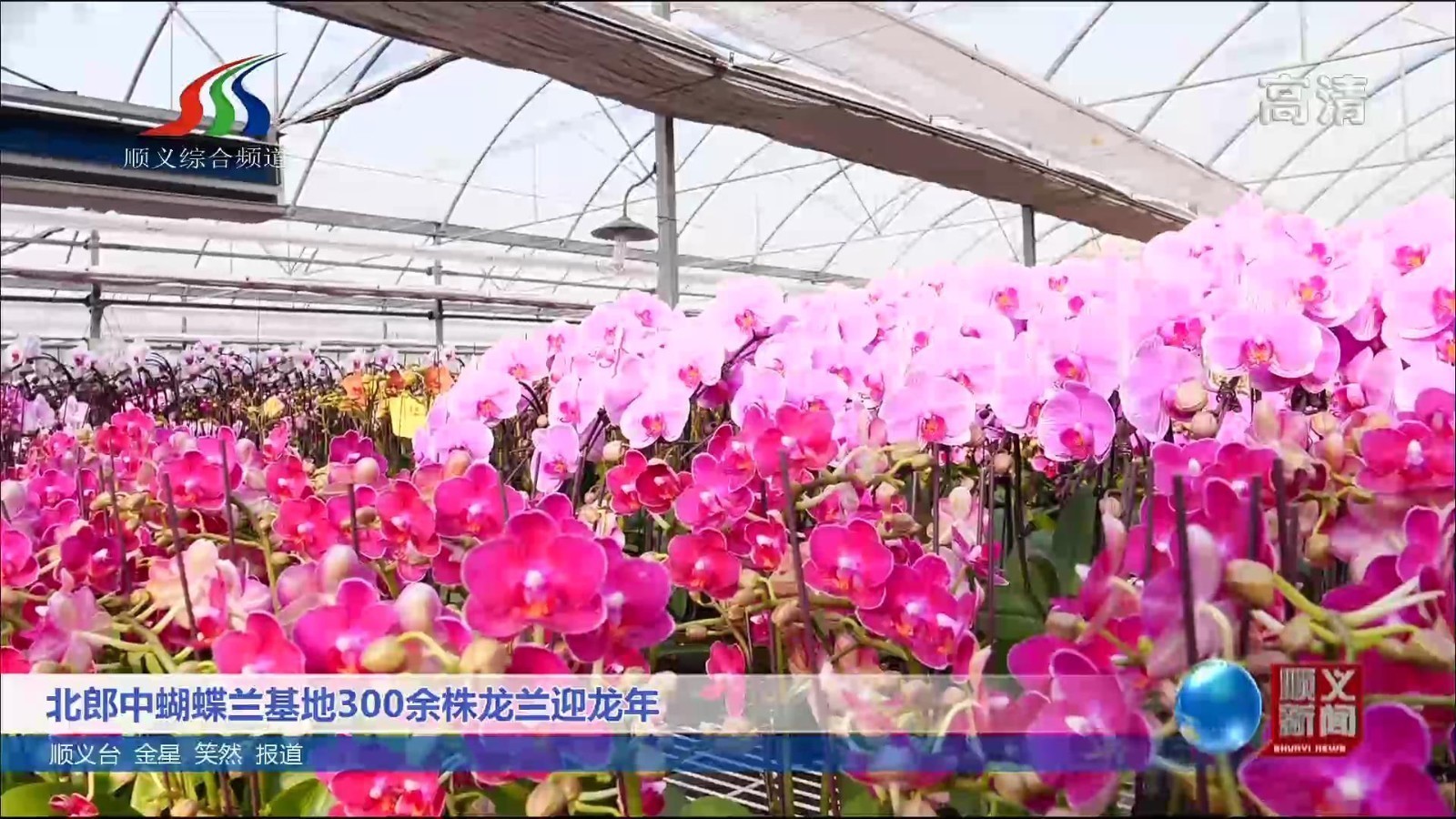 北郎中蝴蝶兰基地300余株龙兰迎龙年_北京时间