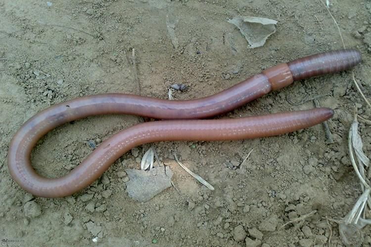 Old fishing for carp anglers earthworm share recipes - Programmer Sought